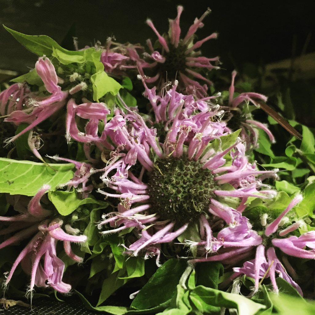 Bee Balm Tincture – Cutting Root Farm