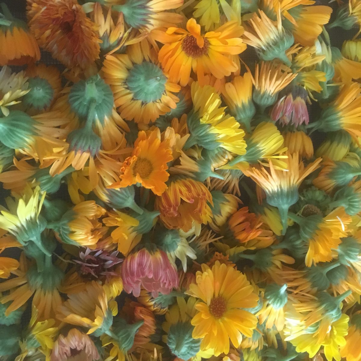 Calendula Blossoms – Cutting Root Farm