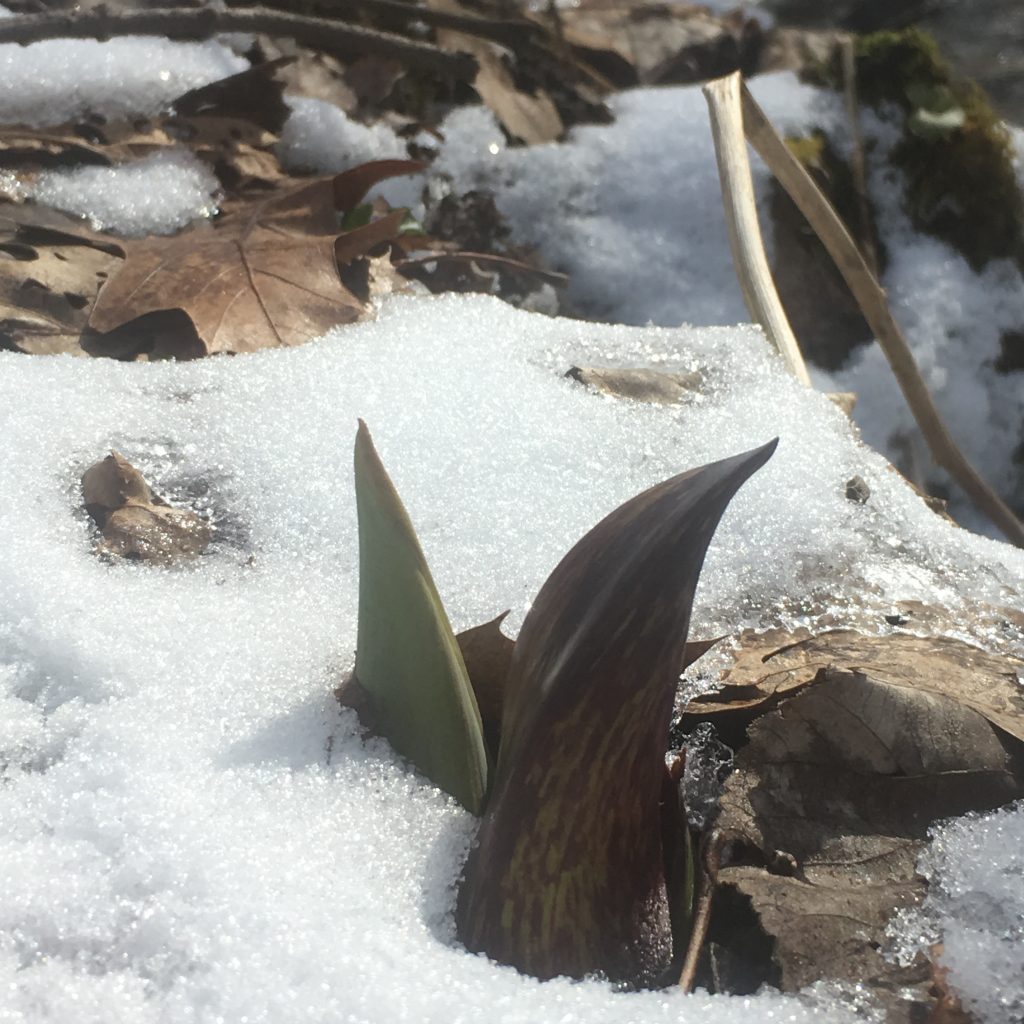 Skunk Cabbage Root Tincture – Cutting Root Farm