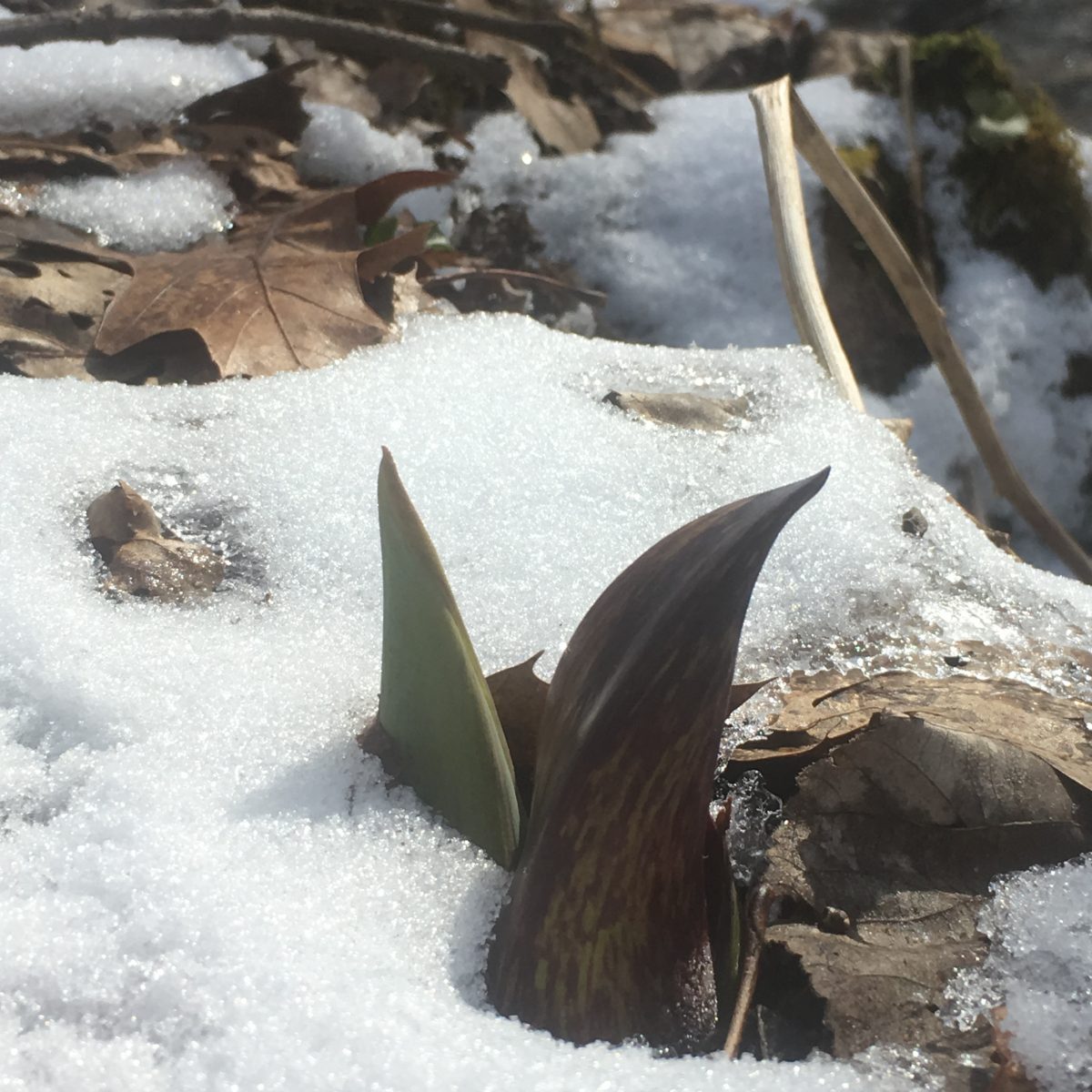 Skunk Cabbage Root Tincture – Cutting Root Farm
