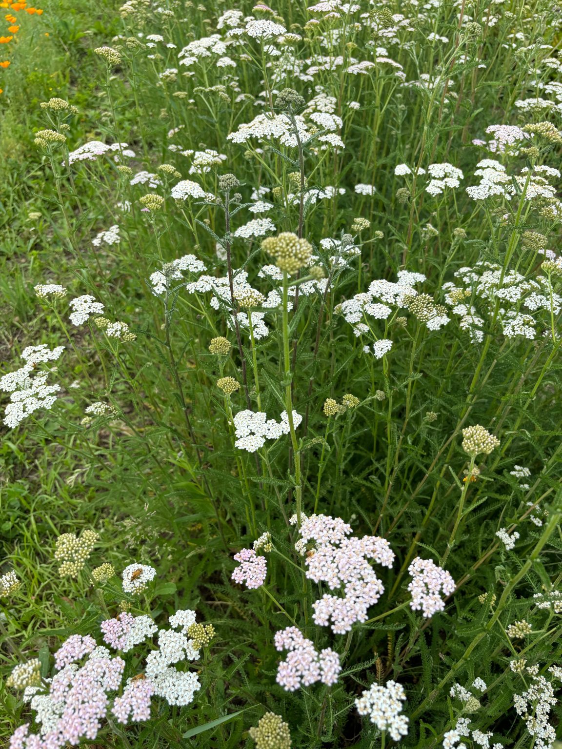 Yarrow Flower – Cutting Root Farm